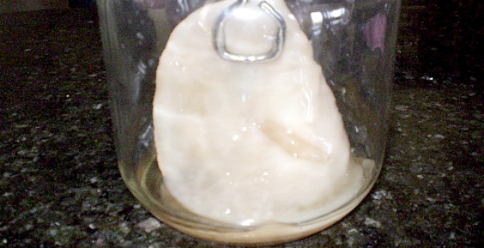 How To Grow Your Own Kombucha SCOBY - It Takes Time